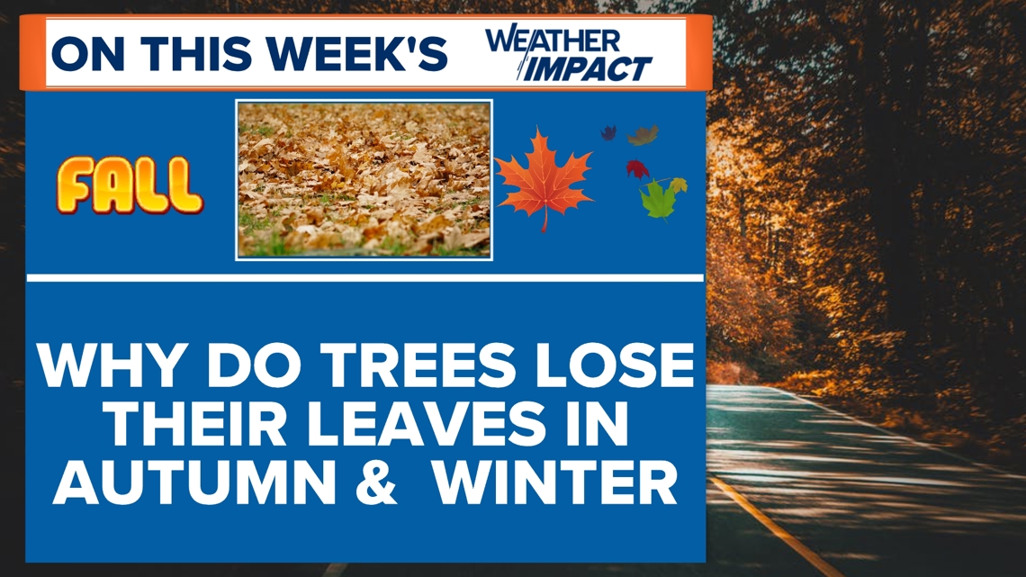 Why do leaves change color and fall in autumn? | wtol.com