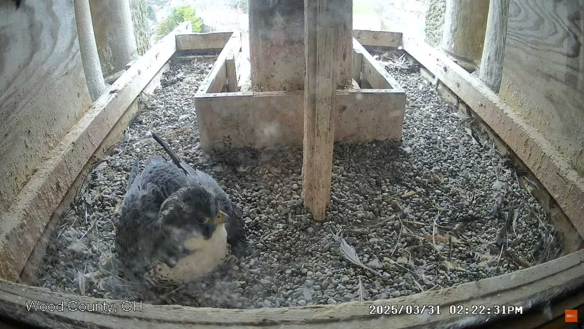 BGSU Falcon Cam spots 2 eggs: Watch the livestream | wtol.com