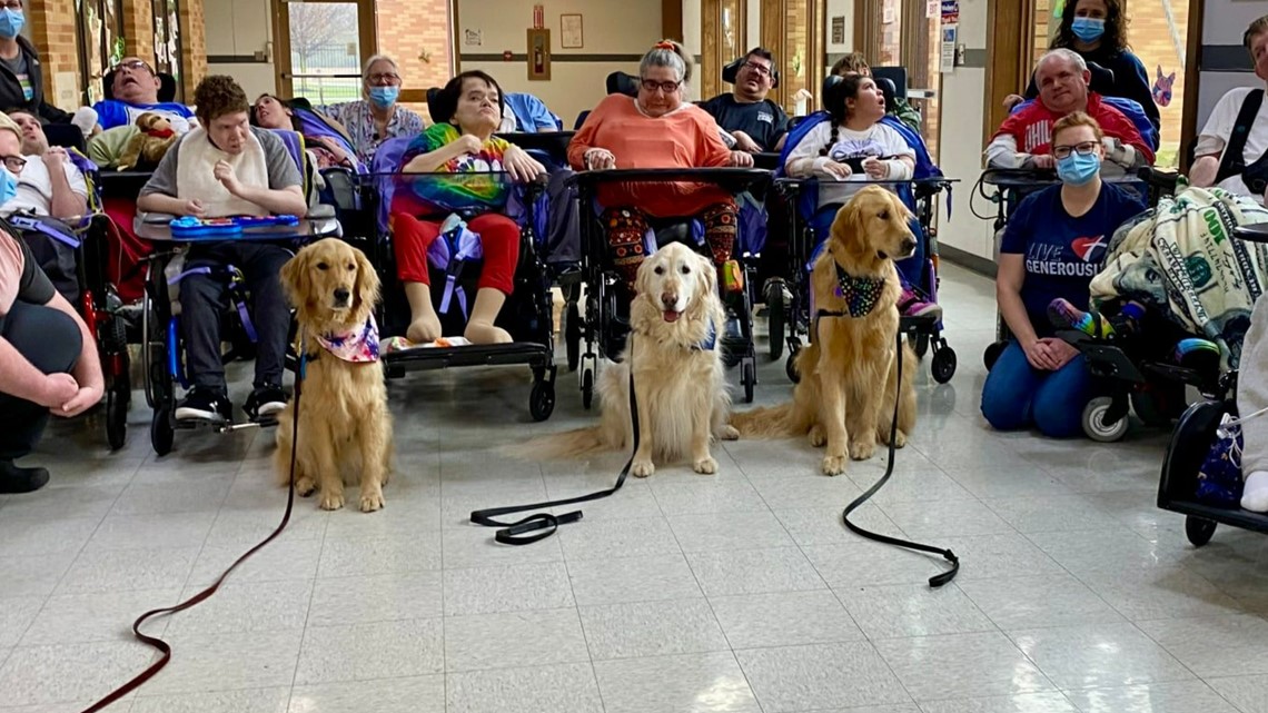 Meet Toledo's comfort dogs: Anna, Ezra and Claudia | WTOL 11 | wtol.com