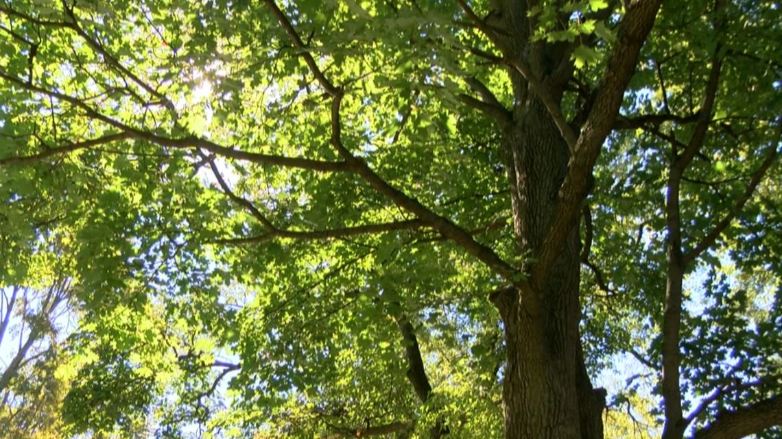 Toledo police reveal the city's gang territories | wtol.com