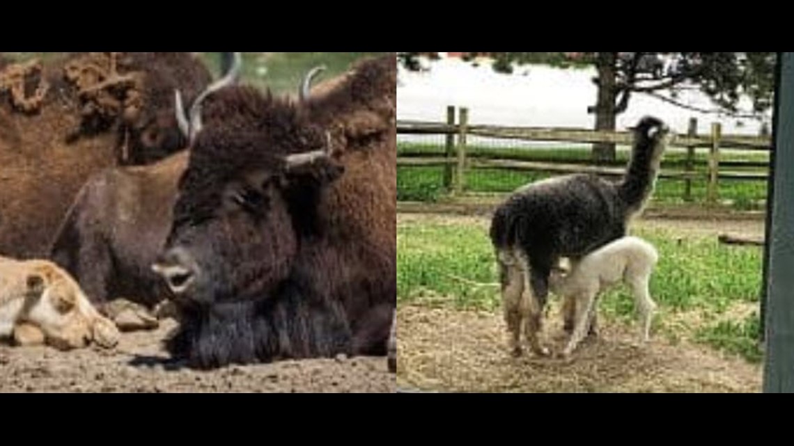 Check out all the newborn baby animals at African Safari Wildlife Park ...