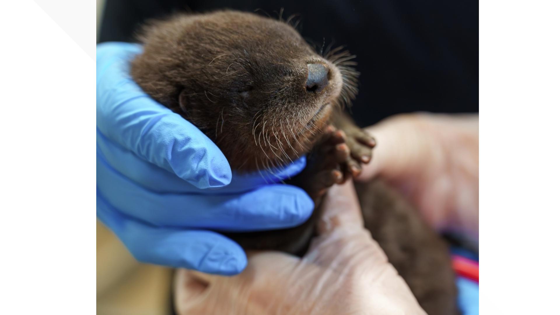 Baby river otters born at Toledo Zoo | wtol.com