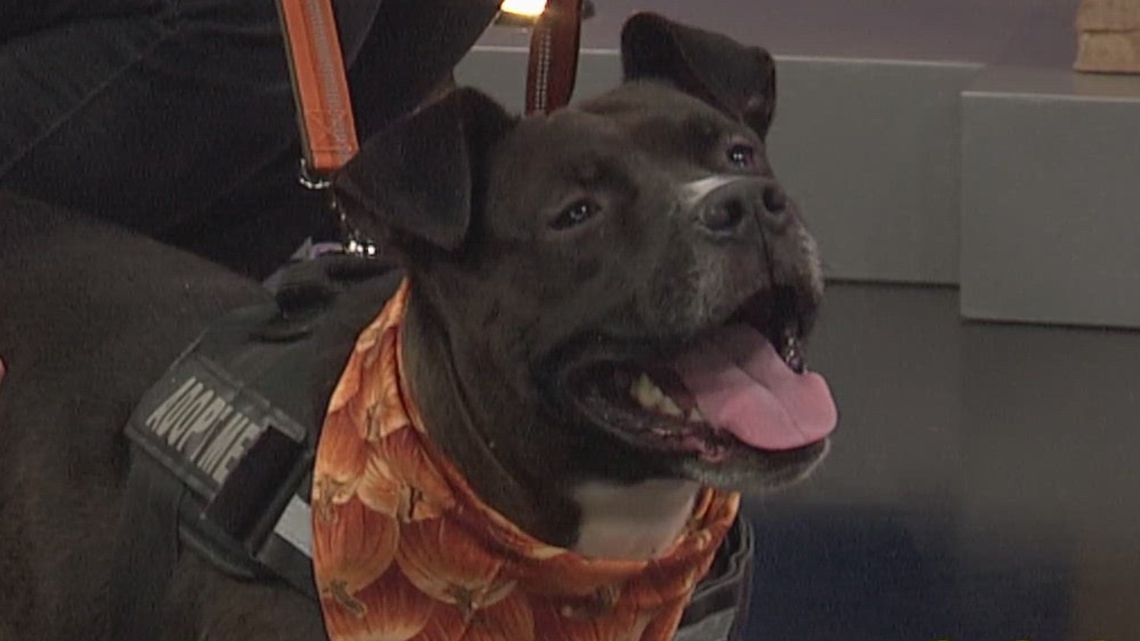 Lucas County dog license registration now available for 2026 | wtol.com