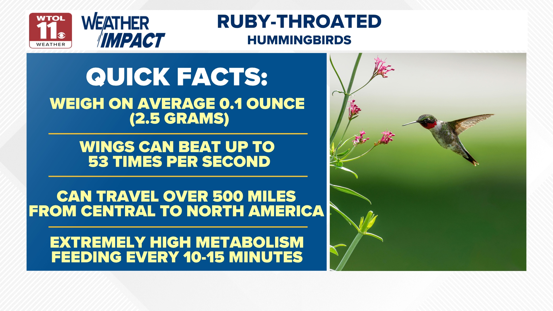 Annual ruby-throated hummingbird migration underway. Here's what to ...