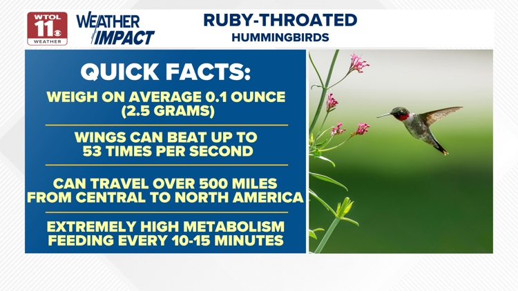 Annual ruby-throated hummingbird migration underway. Here's what to ...