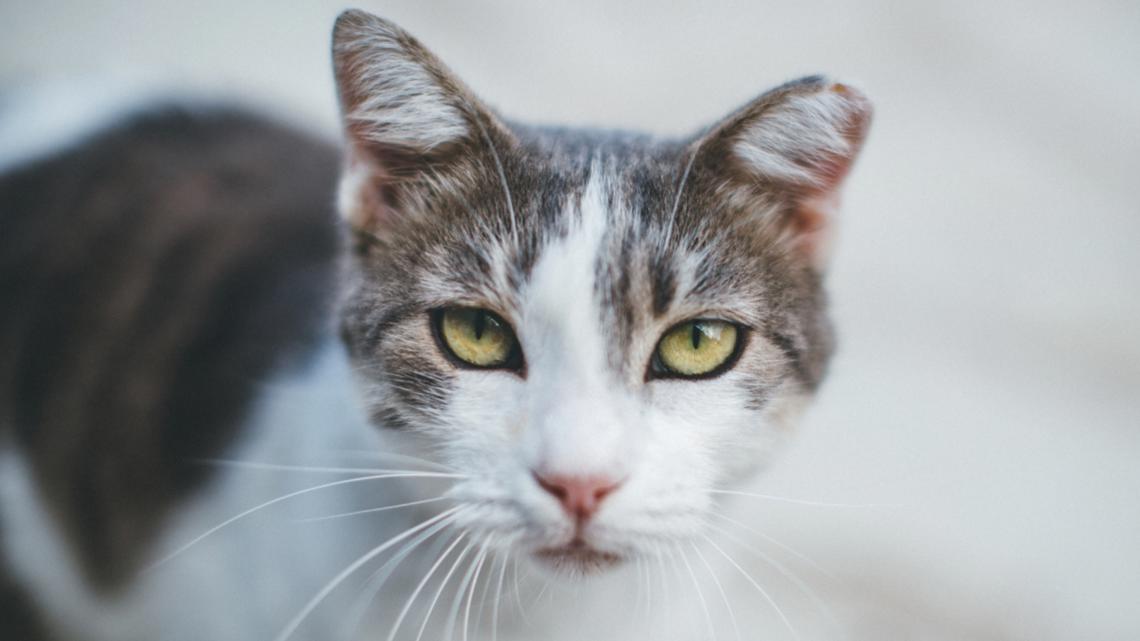 Findlay boosts city's trap-neuter-return humane cat control program ...