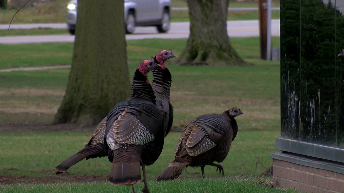 Why are there wild turkeys in Ohio? | wtol.com