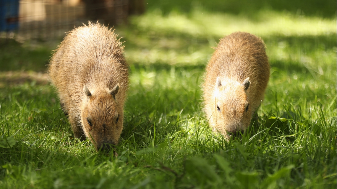 Meet capybaras at this interactive wildlife park | wtol.com