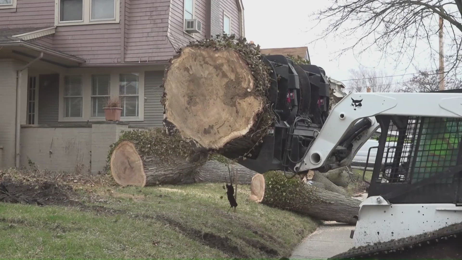 Tree removal companies see increase in calls after wind storms bring ...