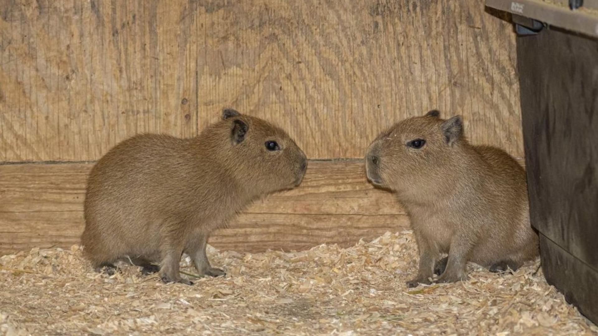 2 capybara pups born in Port Clinton wildlife park | wtol.com