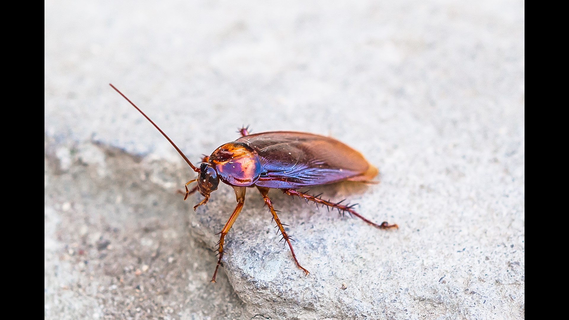 Man shot himself in the foot after throwing shoe at cockroach, police ...