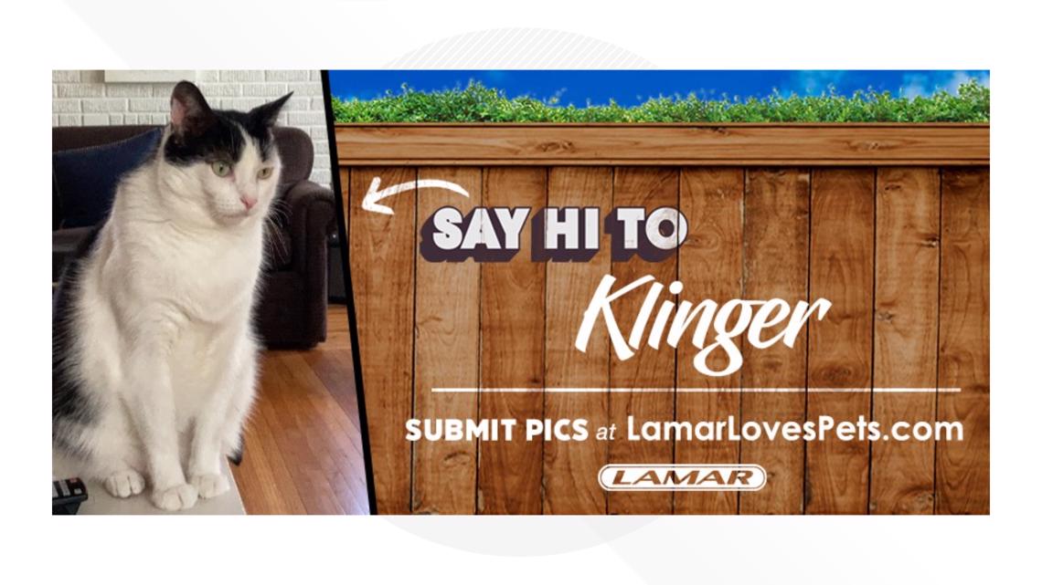 How to get your pet on a billboard | wtol.com