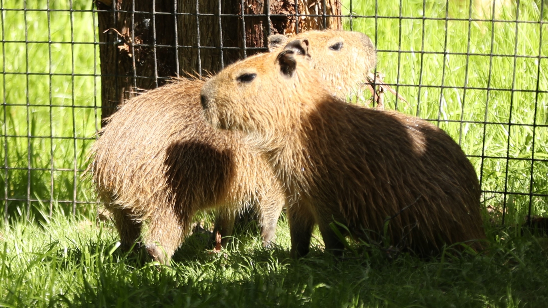 Meet capybaras at this interactive wildlife park | wtol.com