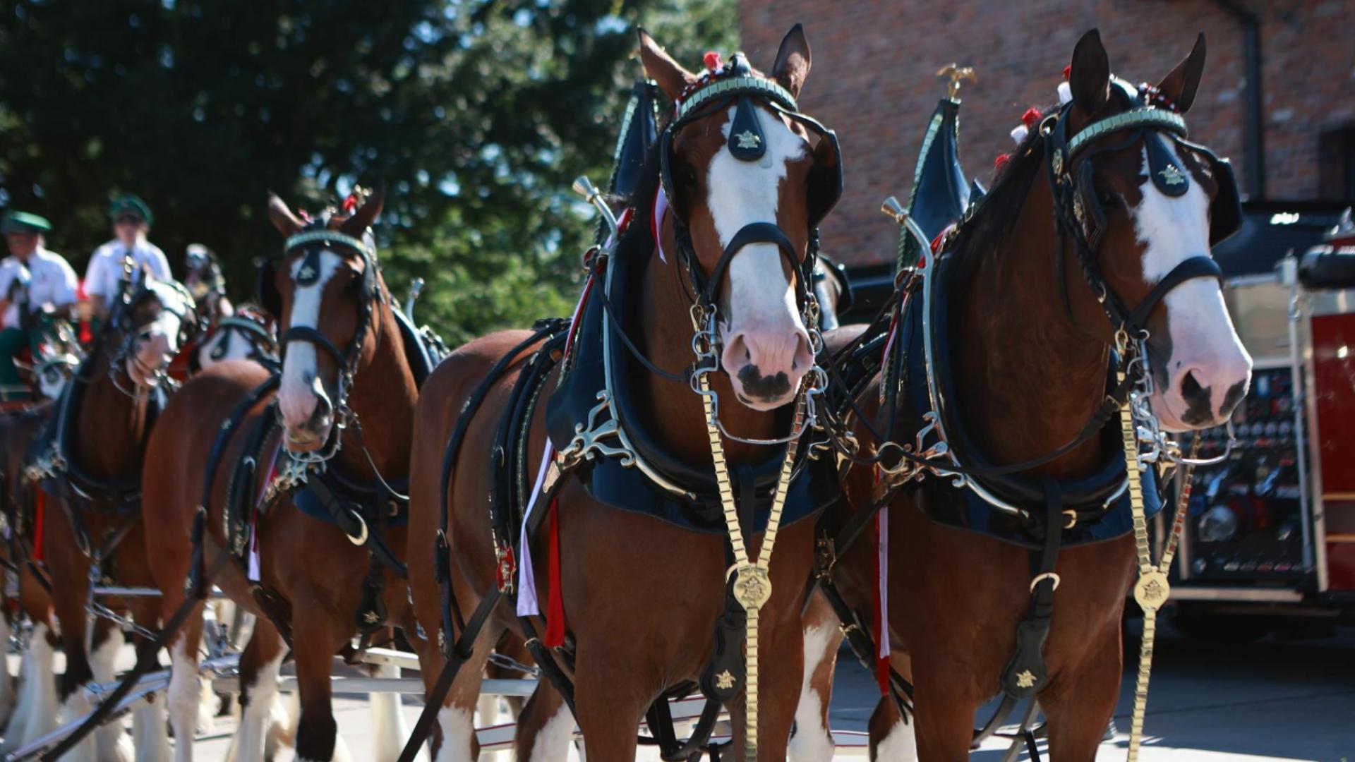 Budweiser Clydesdales visit Toledo on national tour | wtol.com