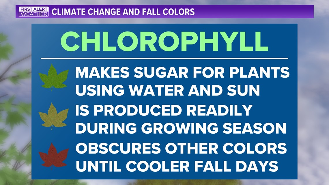 How does global climate change affect fall leaves and colors? | wtol.com