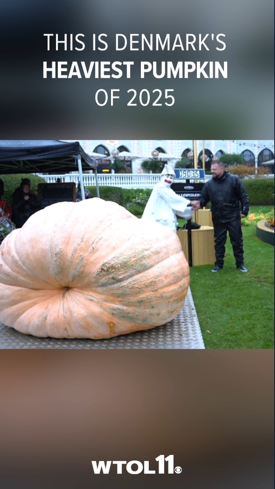 Denmark's heaviest pumpkin of 2025 crowned at almost 2,000 pounds ...