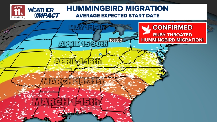 Hummingbird migration underway: When to expect their return to Ohio ...