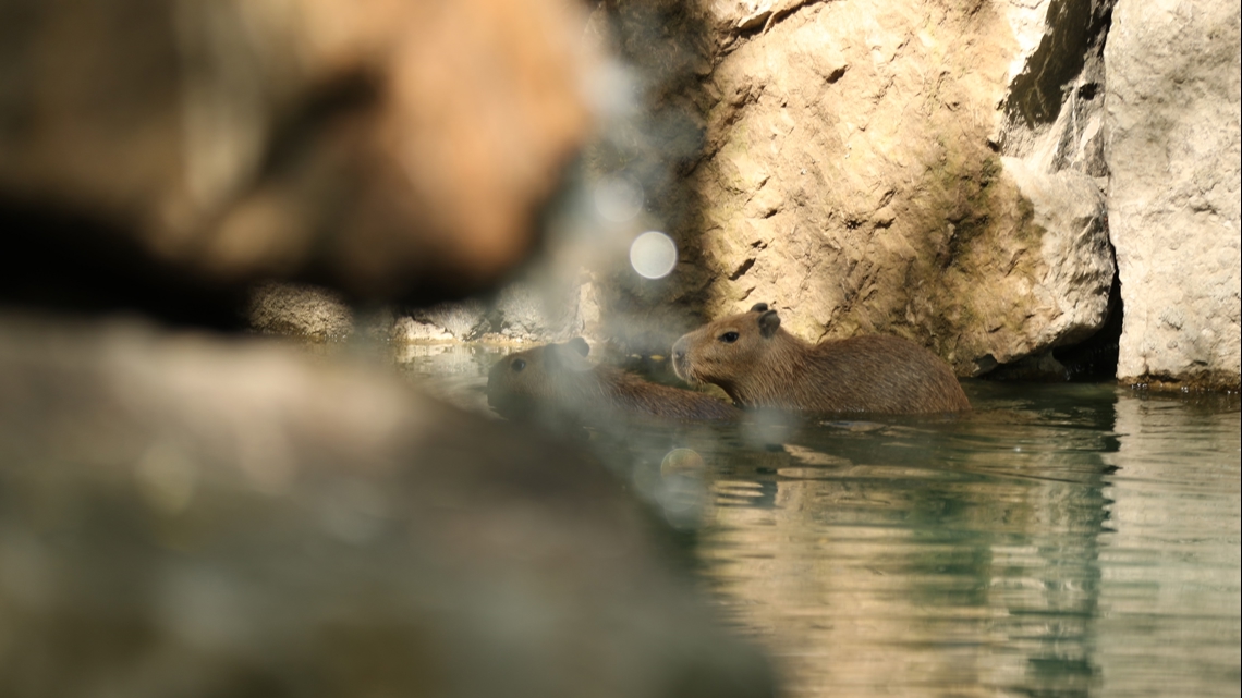 Meet capybaras at this interactive wildlife park | wtol.com