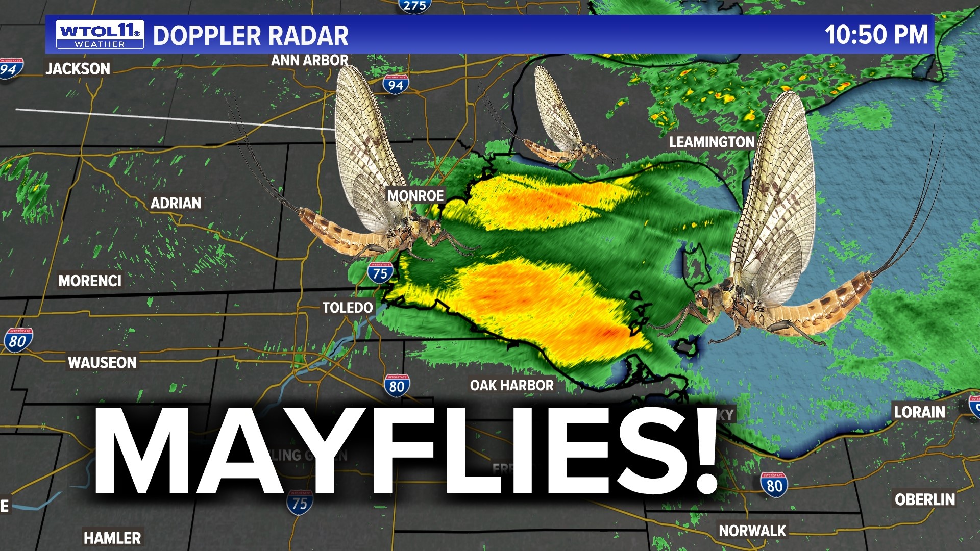 Gross, but harmless: Mayflies swarm in northwest Ohio | wtol.com