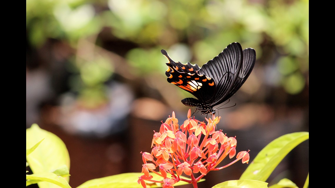 Storm causes Butterfly House to close for third straight year | wtol.com