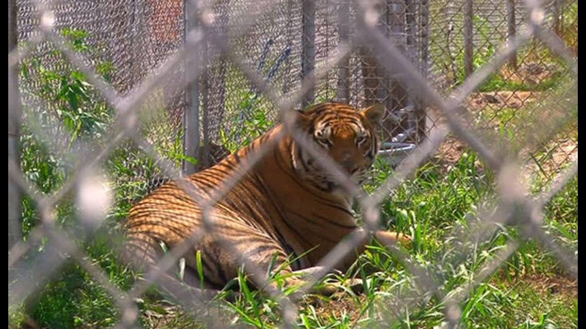 Tiger Ridge owner will get to visit his big cats | wtol.com