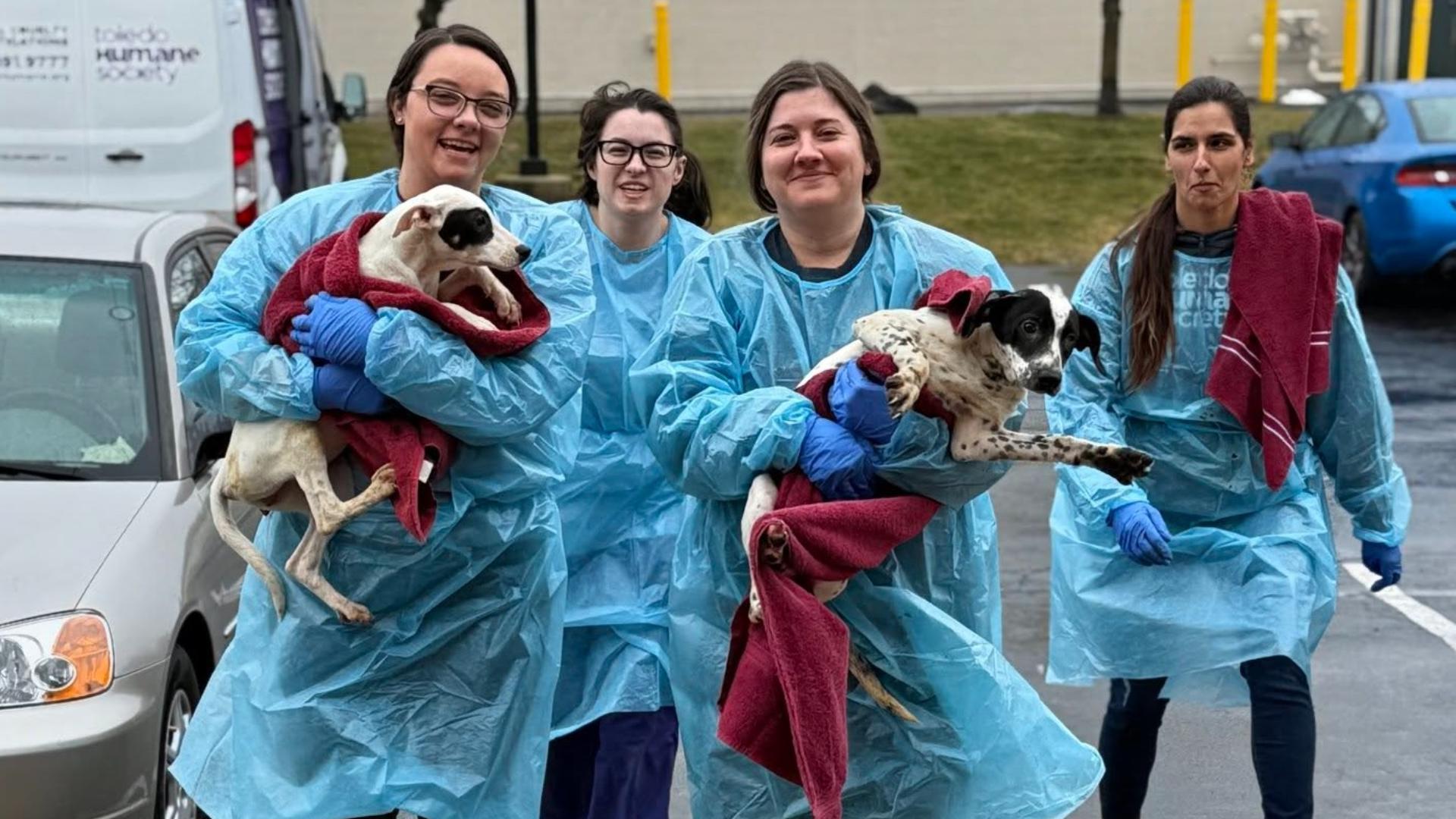 Toledo Humane Society rescues 28 dogs from ‘deplorable conditions ...