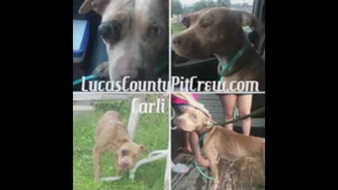 Battered dogs received much-needed care over Labor Day weekend | wtol.com