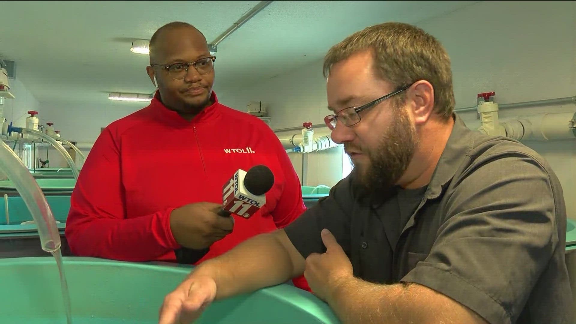 Toledo Zoo set to release 1,500 baby sturgeon in the Maumee Saturday at ...