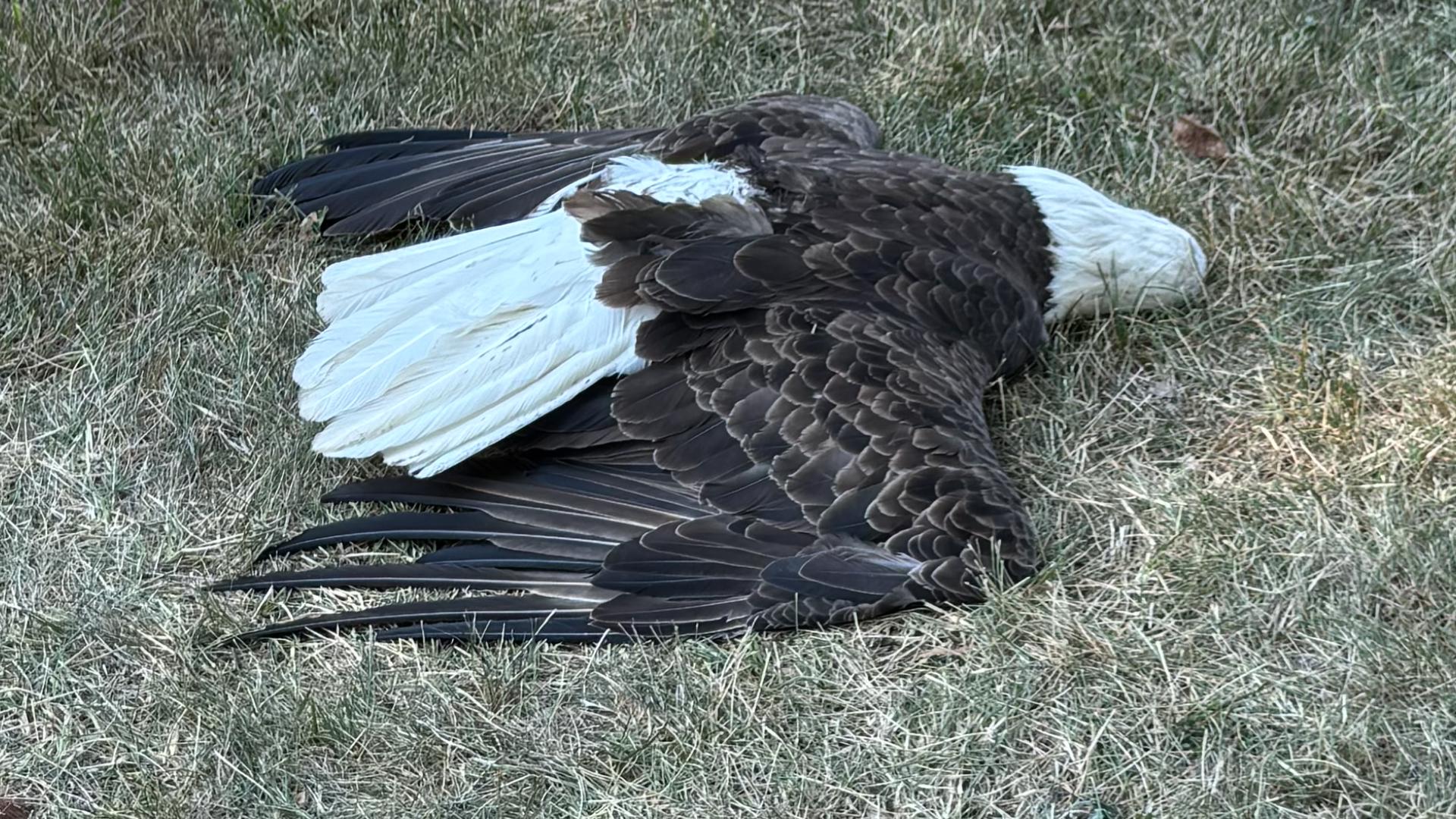 Bald eagle hit, killed by car in eastern Lucas County Wednesday | wtol.com