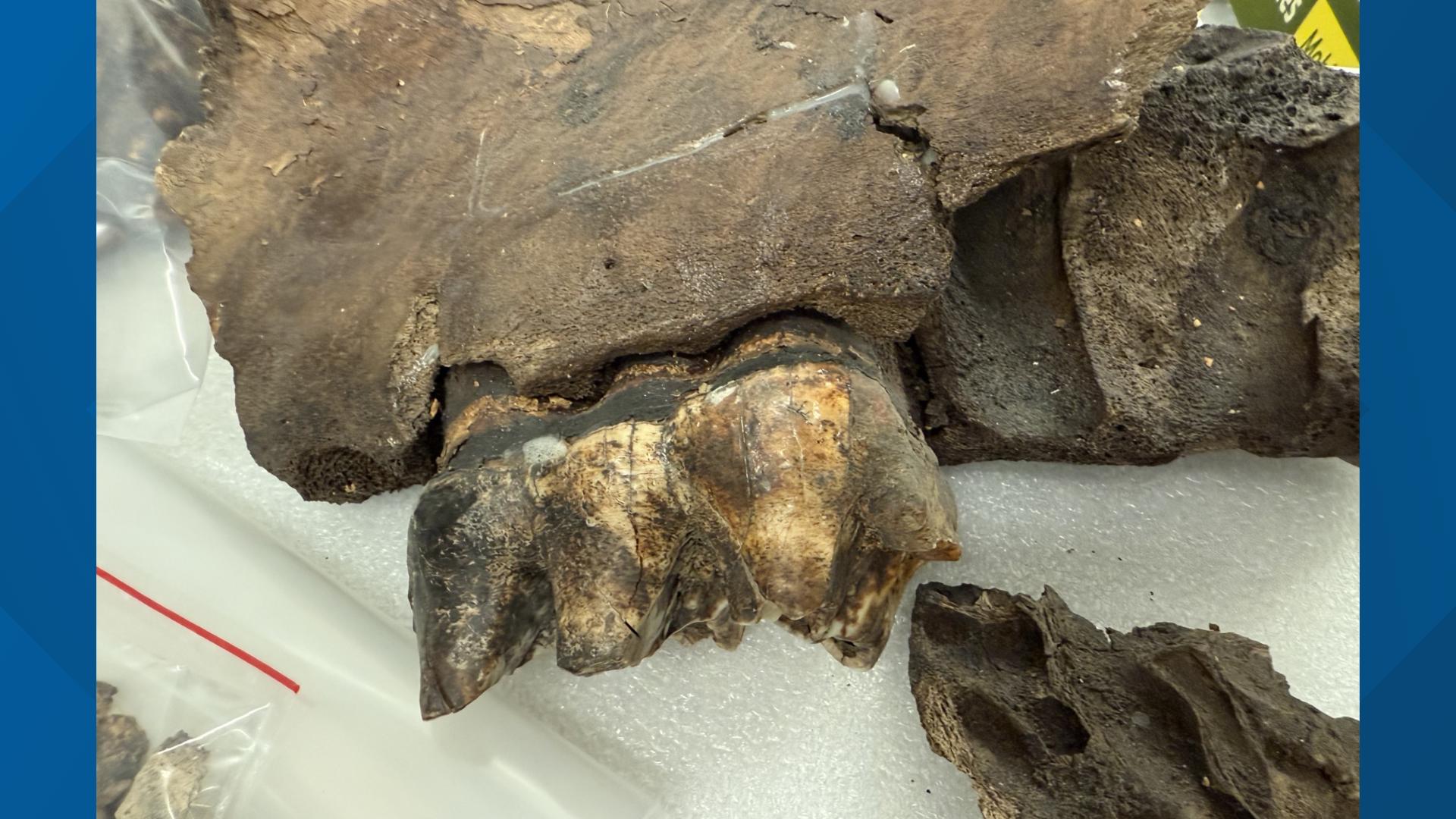 Museum to present talk on Winameg mastodon, found in area in 1978 ...