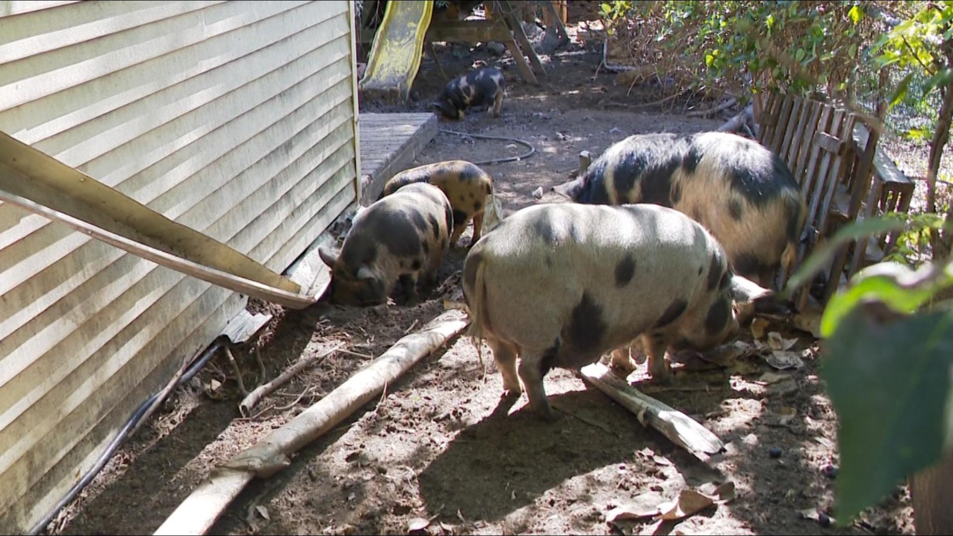 Whole Hog: Pigs cause may-ham after escaping their home | wtol.com