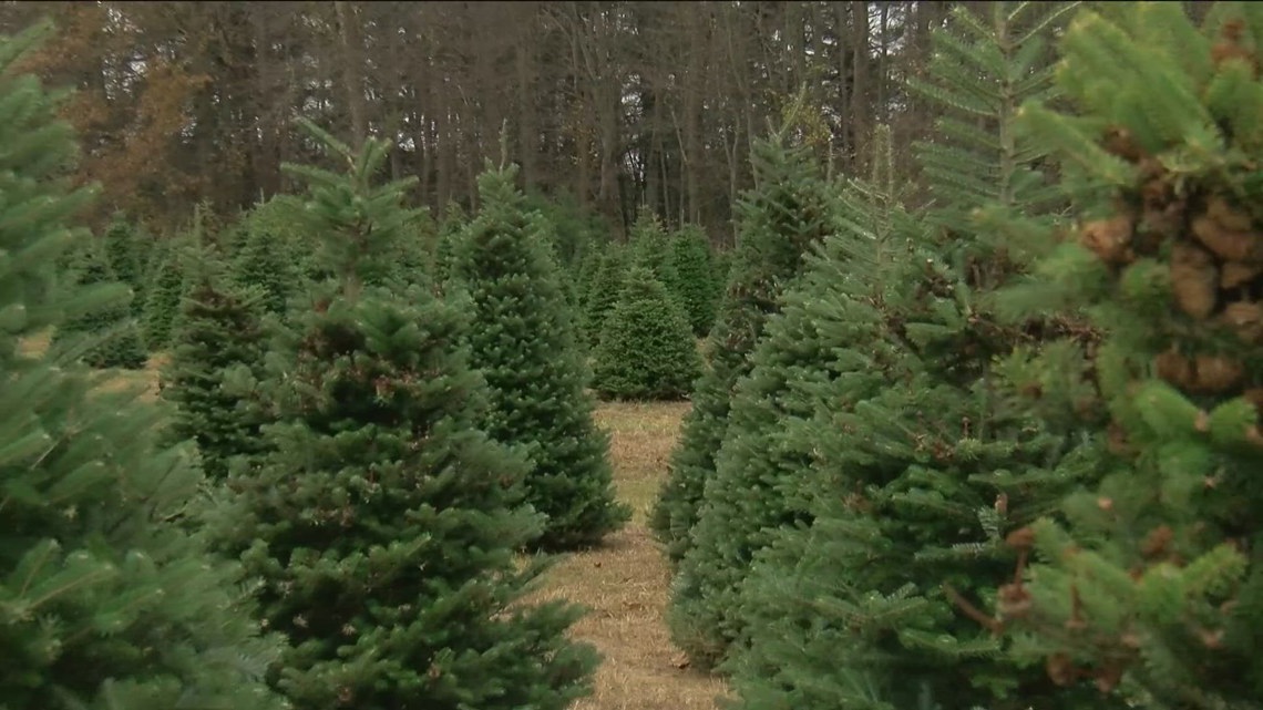 How has inflation affected prices of Christmas trees? | wtol.com