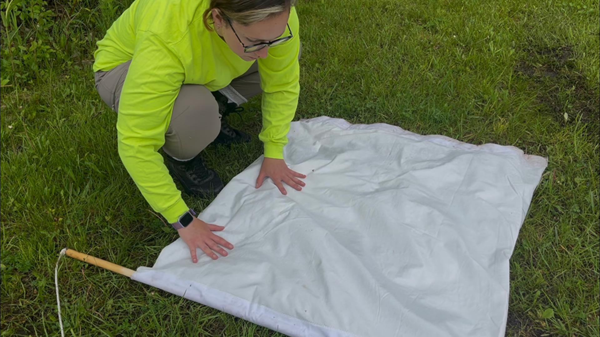 Northwest Ohio county ramps up tick monitoring amid rising Lyme disease ...