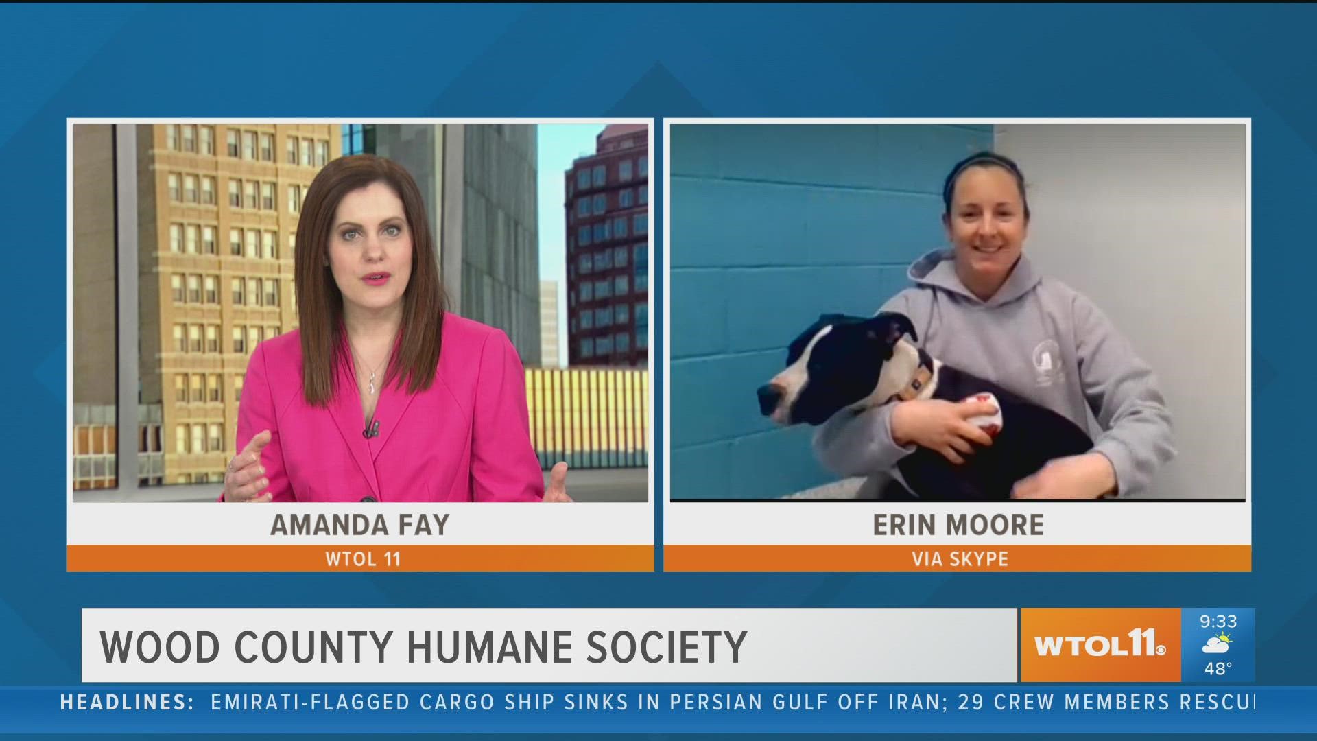 Wood County Humane Society animals looking for new homes | wtol.com