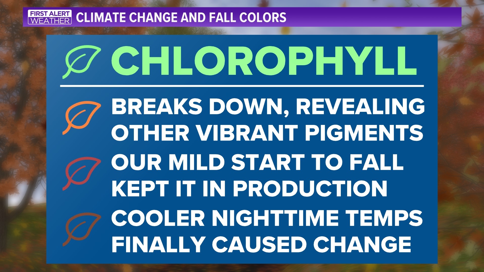 How does global climate change affect fall leaves and colors? | wtol.com