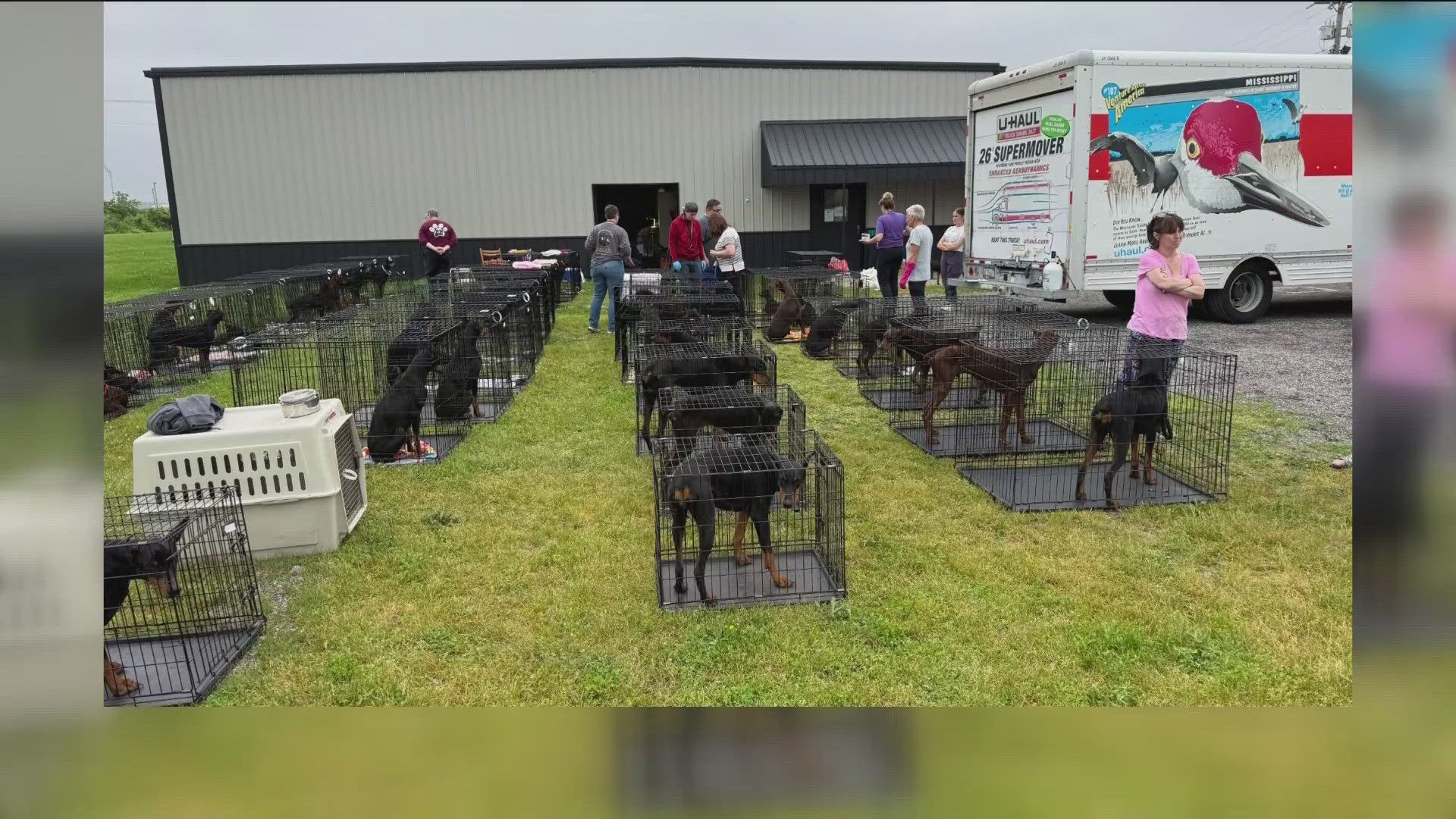 Eighty Dobermans rescued from Henry County home | wtol.com