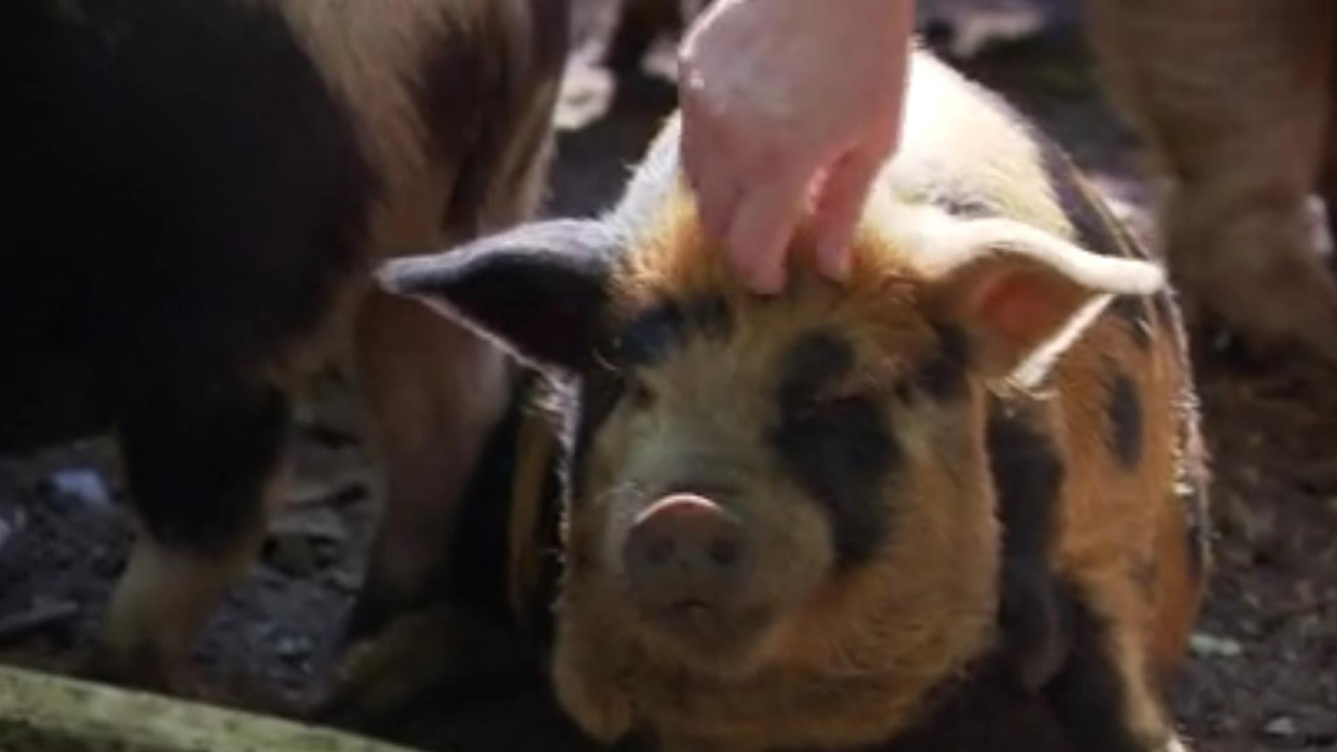Whole Hog: Pigs cause may-ham after escaping their home | wtol.com