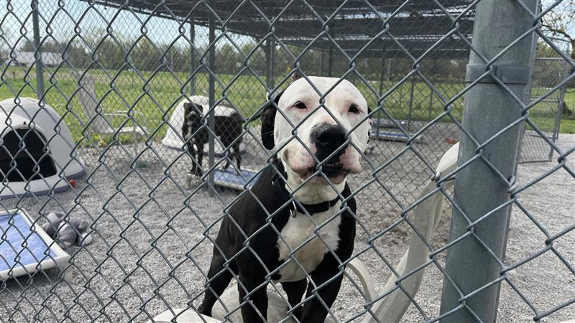 Adoption discount offered at Wood County Dog Shelter | wtol.com