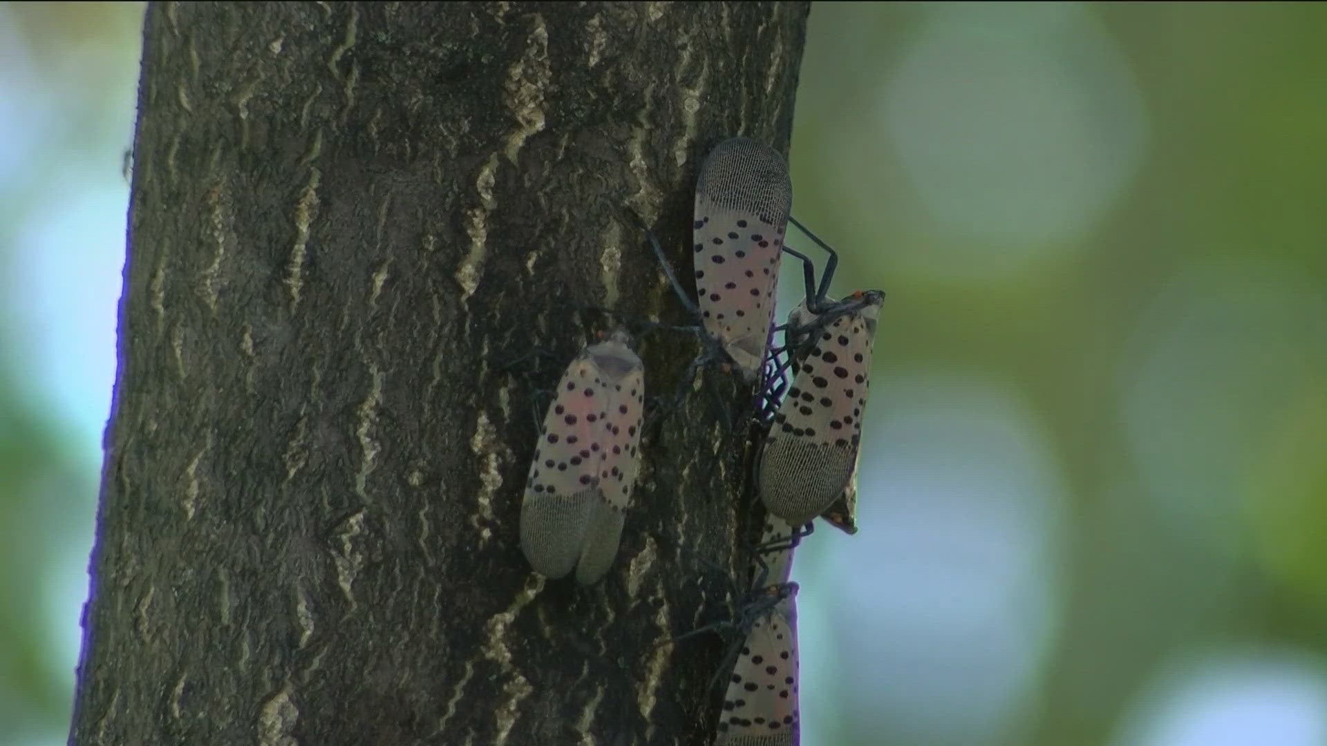University of Toledo students swarmed by spotted lanternflies on campus ...