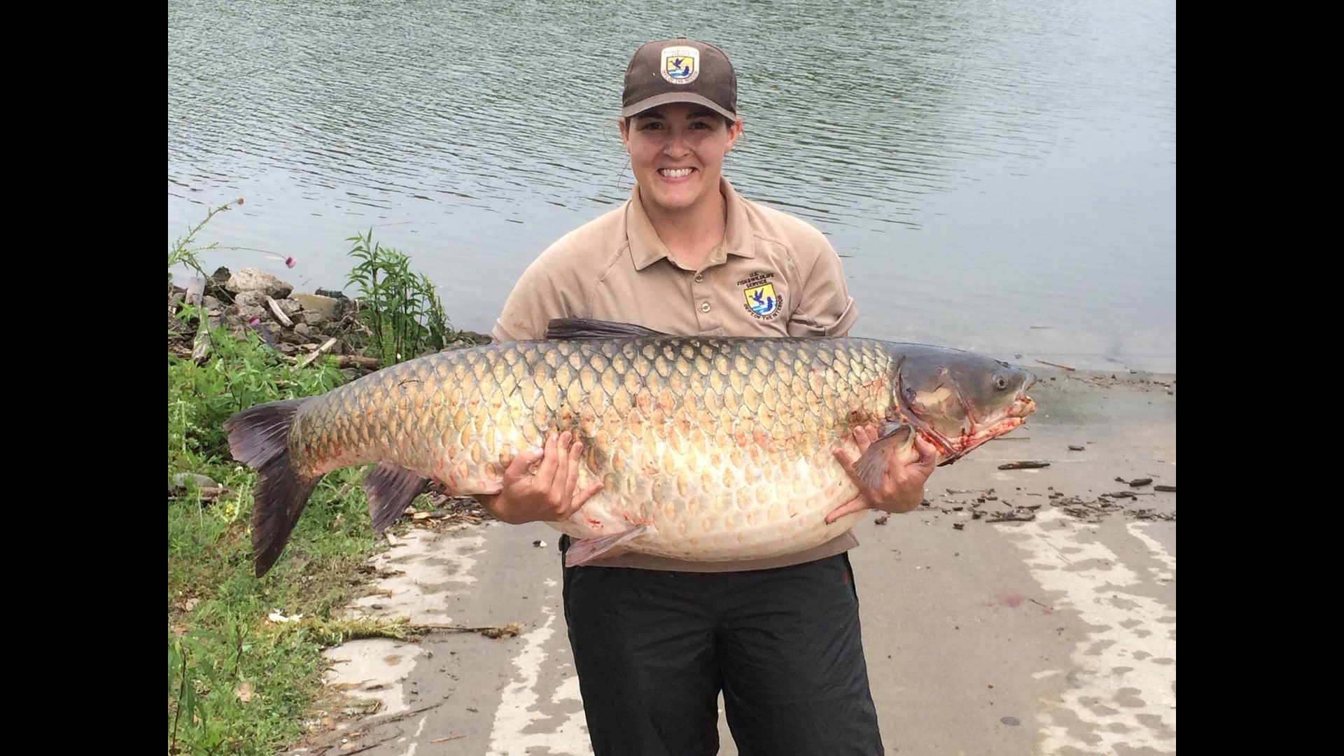 Newly-hatched invasive grass carp found in Maumee River | wtol.com