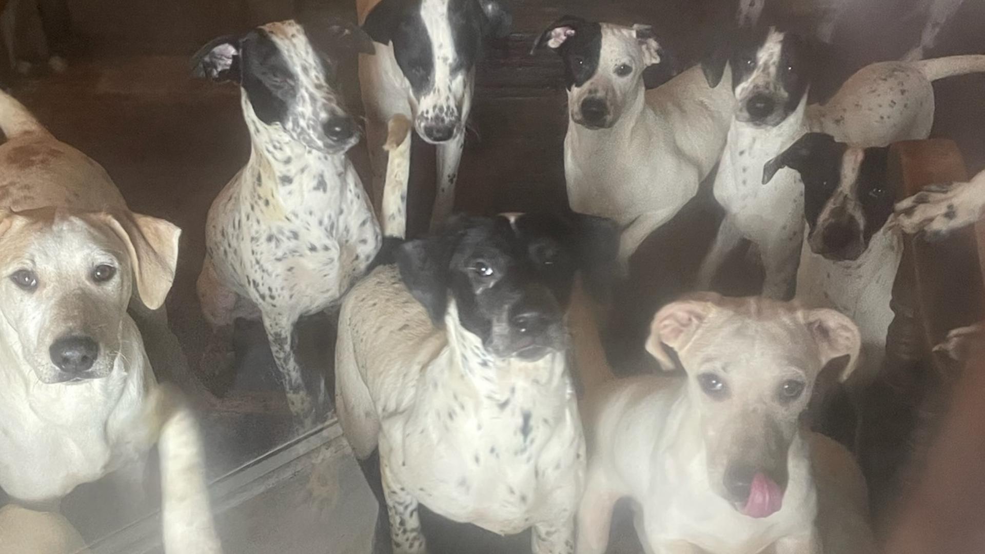 Toledo Humane Society rescues 28 dogs from ‘deplorable conditions ...