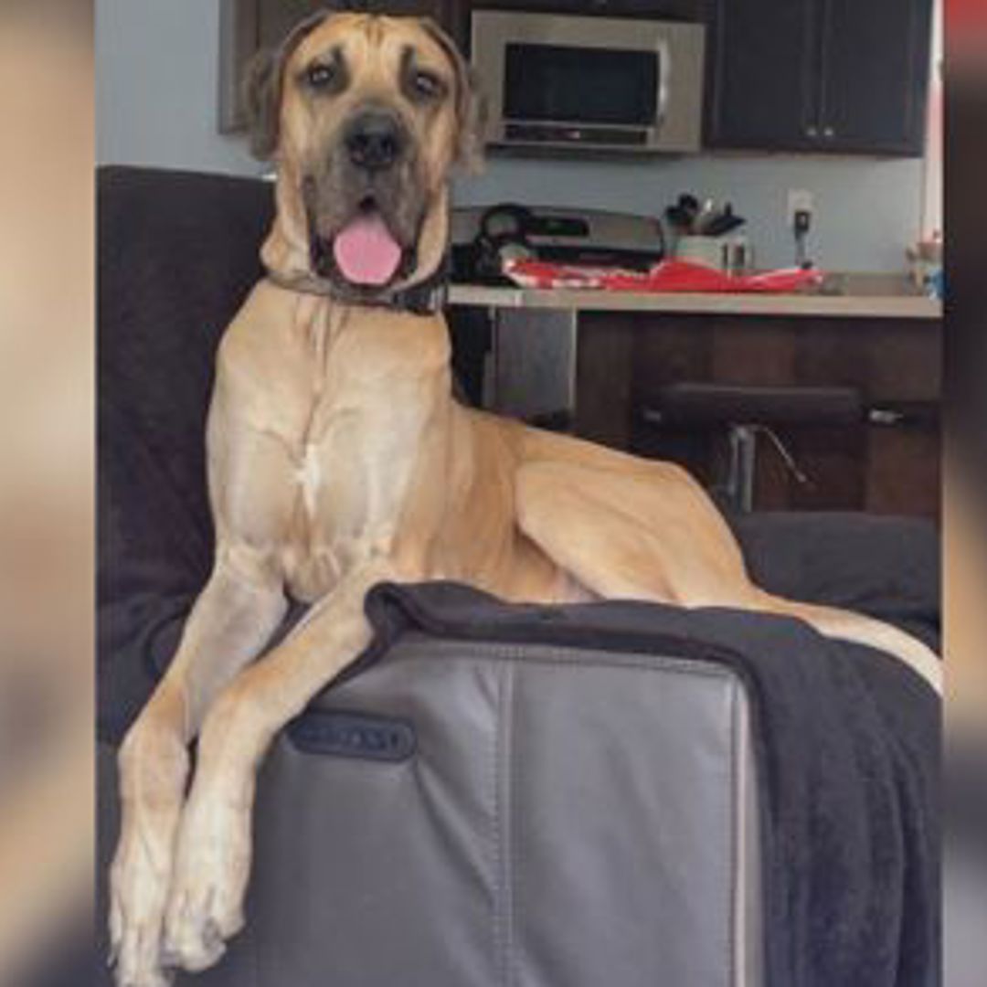 Findlay couple's dog dies in medical crisis, highlighting area lack of ...