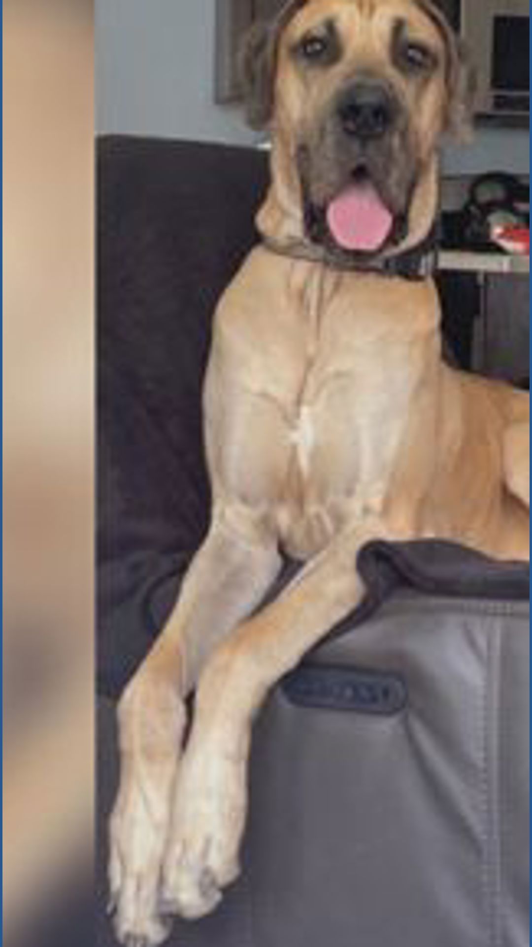 Findlay couple's dog dies in medical crisis, highlighting area lack of ...