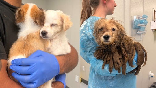 Toledo Humane Society rescues dozens of dogs from deplorable conditions ...