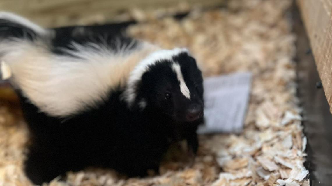Ohio wildlife refuge needs help releasing skunks | wtol.com
