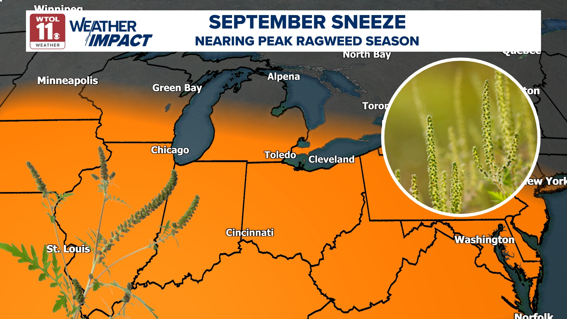 What to know about ragweed pollen during allergy season | wtol.com