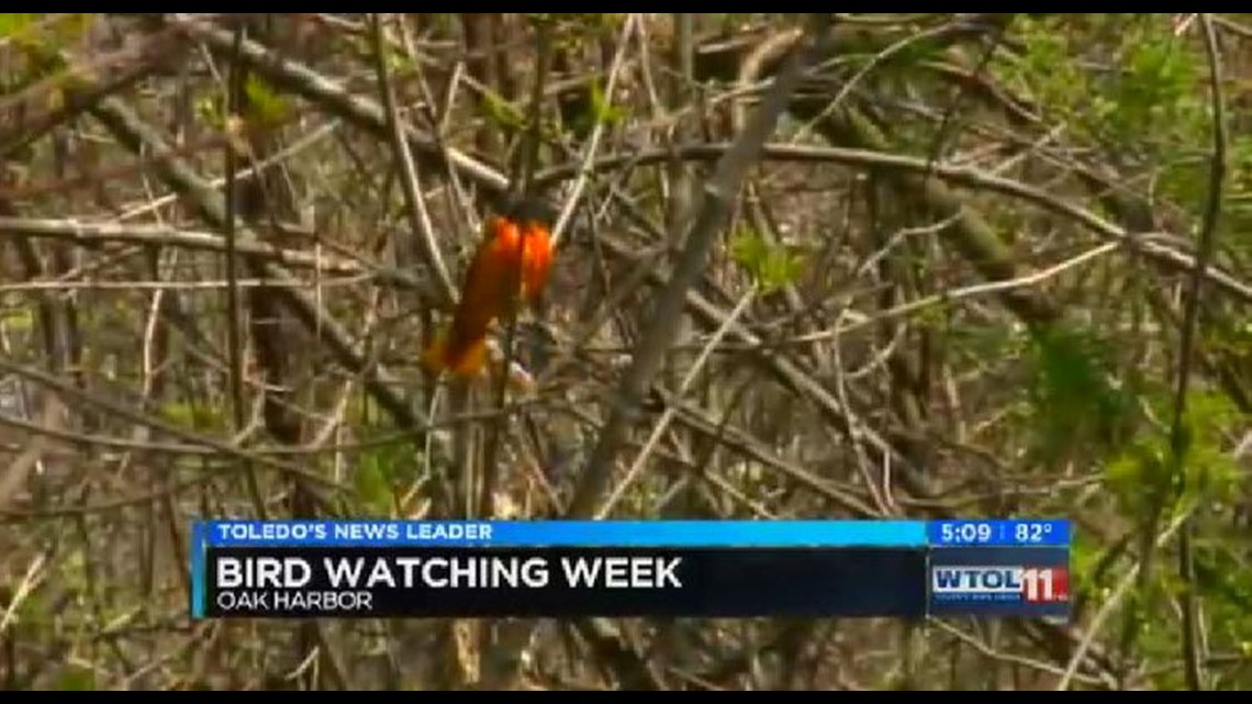 Birding Week begins in northwest Ohio | wtol.com