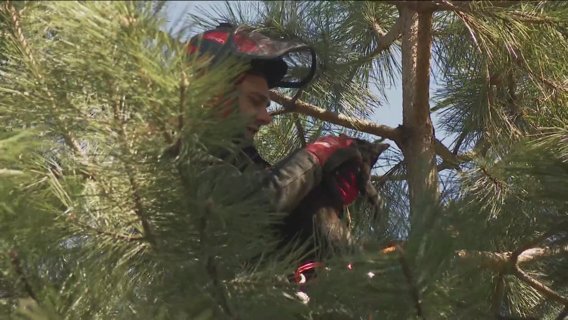 Cat rescued in Toledo from tree with help from Treetop Cat Rescue ...