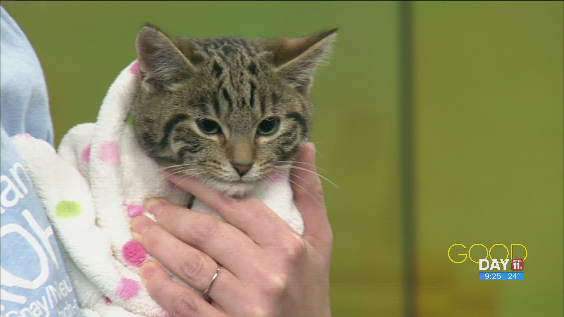 Kitty cat Naveen among cuddly friends featured at open house | Good Day ...