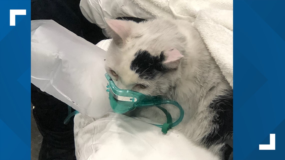 Cats and dogs revived after smoke inhalation | wtol.com